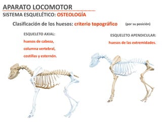 Puede Ver Las Costillas Y La Columna Vertebral De Los Perros