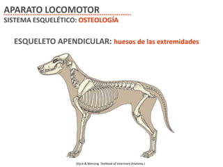 anatomía sobre el aparato locomotor, en animales | PDF