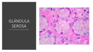 EPITELIO GLANDULAR, HISTOLOGÍA, GLANDULA SEROSA Y MUCOSA | PPTX
