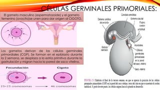 TEMA 2. GAMETOGÉNESIS CONVERSIÓN DE CÉLULAS GERMINALES EN GAMETOS ...
