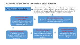 TEMA 2.ESOFAGO-ANATOMIA Y FISIOLOGIA DEL ESOFAGO.ppt