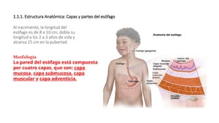 TEMA 2.ESOFAGO-ANATOMIA Y FISIOLOGIA DEL ESOFAGO.ppt