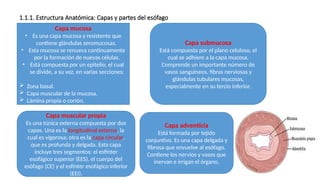 TEMA 2.ESOFAGO-ANATOMIA Y FISIOLOGIA DEL ESOFAGO.ppt