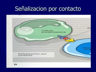 Tema 2. comunicación intercelular | PPT