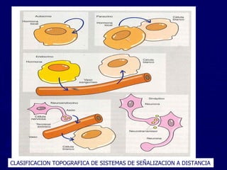 Tema 2. comunicación intercelular | PPT