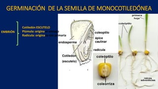 BOTÁNICA - LA MORFOLOGÍA EXTERNA DEL TALLO | PDF