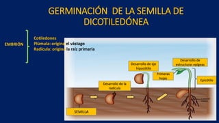 BOTÁNICA - LA MORFOLOGÍA EXTERNA DEL TALLO | PDF