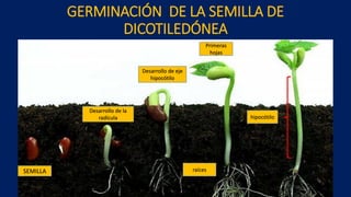 BOTÁNICA - LA MORFOLOGÍA EXTERNA DEL TALLO | PDF