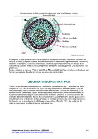Tema20-Estructura de raíz -Hipertextos de Botánica Morfológica www ...
