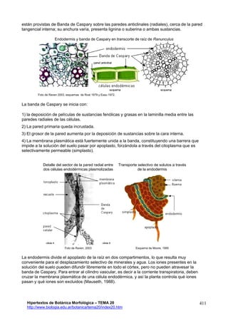 Tema20-Estructura de raíz -Hipertextos de Botánica Morfológica www ...