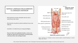 TEMA 20 ANATOMIA Y FISIOLOGIA DE GLANDULA TIROIDES Y PARATIROIDES 2020.pptx