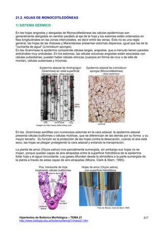 Tema21- Anatomía de hoja- Hipertextos de Botánica Morfológica www ...