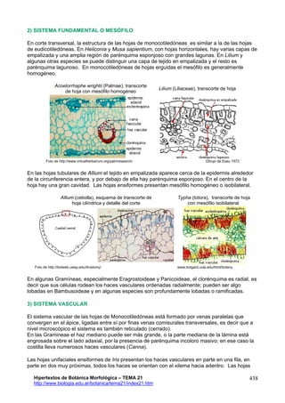 Tema21- Anatomía de hoja- Hipertextos de Botánica Morfológica www ...
