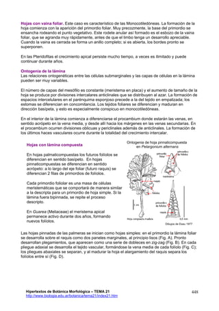 Tema21- Anatomía de hoja- Hipertextos de Botánica Morfológica www ...