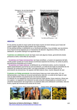 Tema21- Anatomía de hoja- Hipertextos de Botánica Morfológica www ...