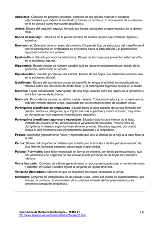Tema21- Anatomía de hoja- Hipertextos de Botánica Morfológica www ...