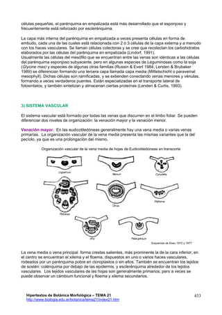Tema21- Anatomía de hoja- Hipertextos de Botánica Morfológica www ...