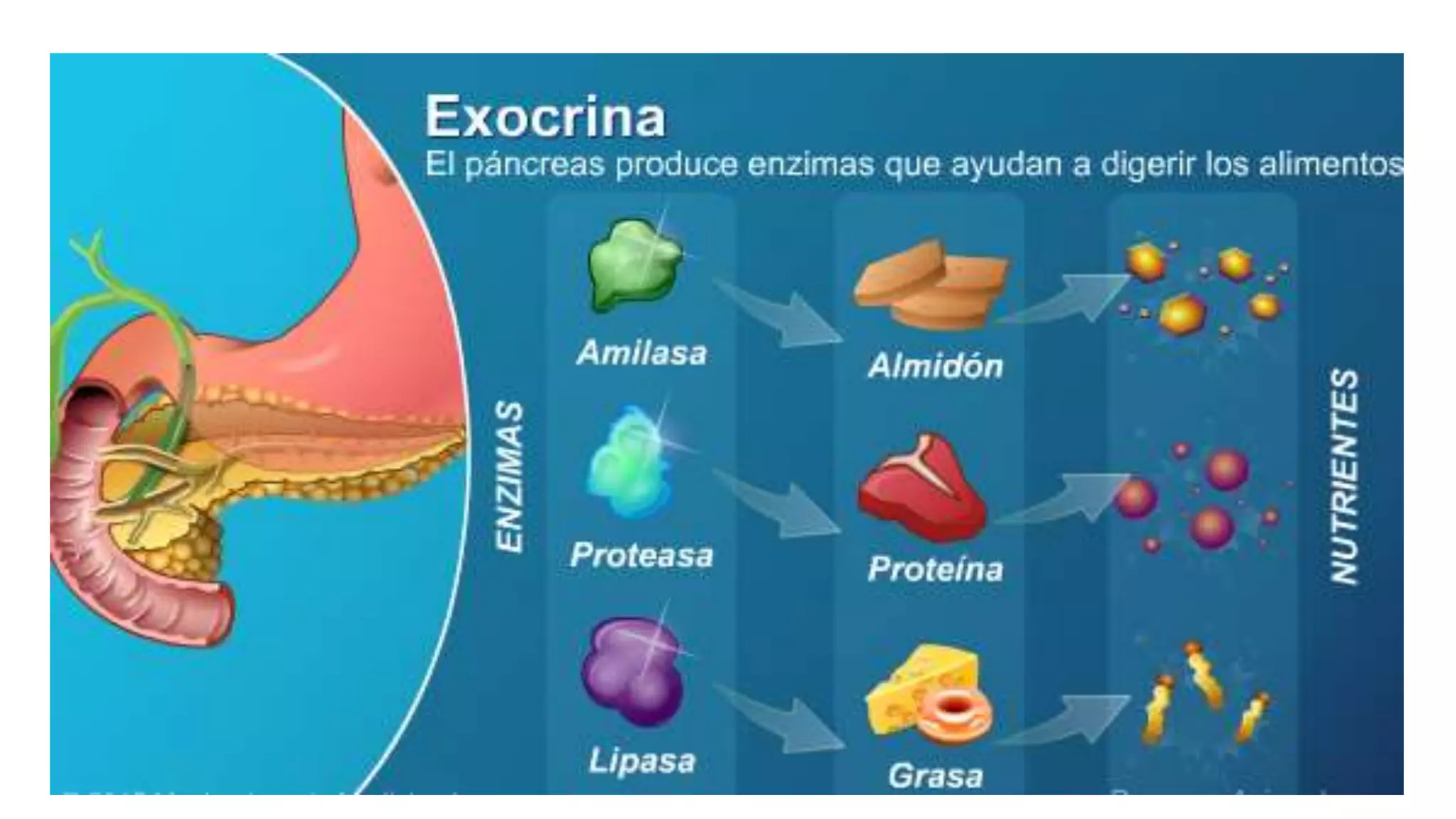 TEMA 21. PANCREAS EXOCRINO Y ENDOCRINO.pptx