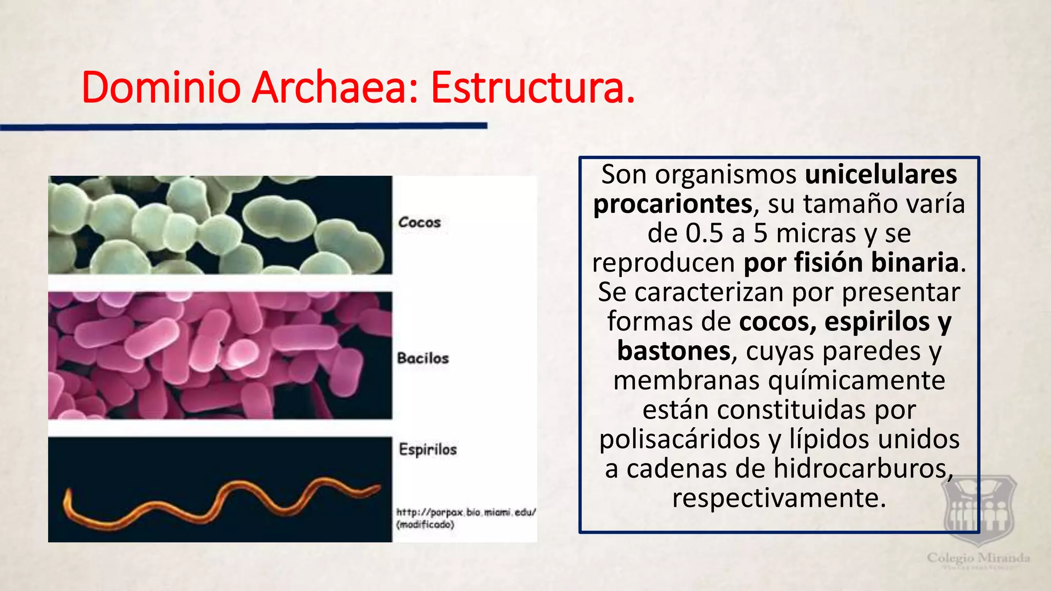 Dominio Archaea Y Dominio Eubacteria. | PPT