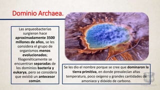 Ejemplos De Organismos Arqueobacterias