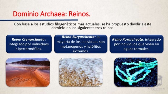 Dominio Archaea Y Dominio Eubacteria.