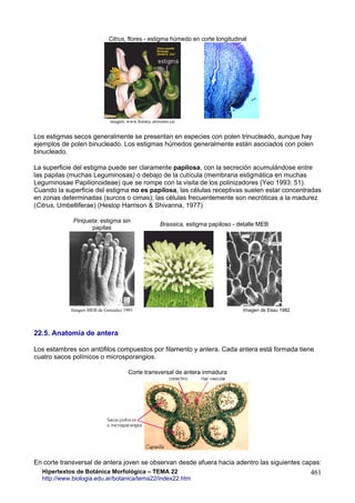 Tema22 Anatomía floral. -Hipertextos de Botánica Morfológica www ...