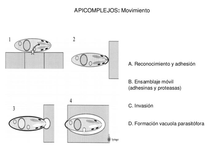 Gregarinasina - Alchetron, The Free Social Encyclopedia