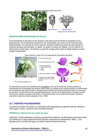 Tema23- Macrosporogénesis y macrogametogénesis. Hipertextos de Botánica ...