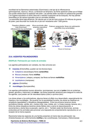 Tema23- Macrosporogénesis y macrogametogénesis. Hipertextos de Botánica ...