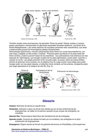 Tema23- Macrosporogénesis y macrogametogénesis. Hipertextos de Botánica ...