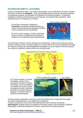 Tema23- Macrosporogénesis y macrogametogénesis. Hipertextos de Botánica ...