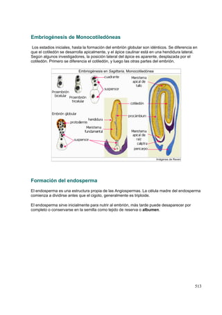Tema24 -Embriogénesis. Anatomía de Semilla y Fruto. | PDF