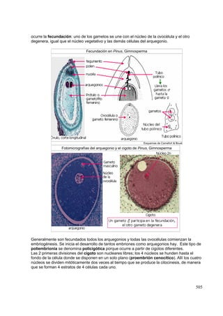 Tema24 -Embriogénesis. Anatomía de Semilla y Fruto. | PDF