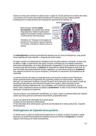 Tema24 -Embriogénesis. Anatomía de Semilla y Fruto. | PDF