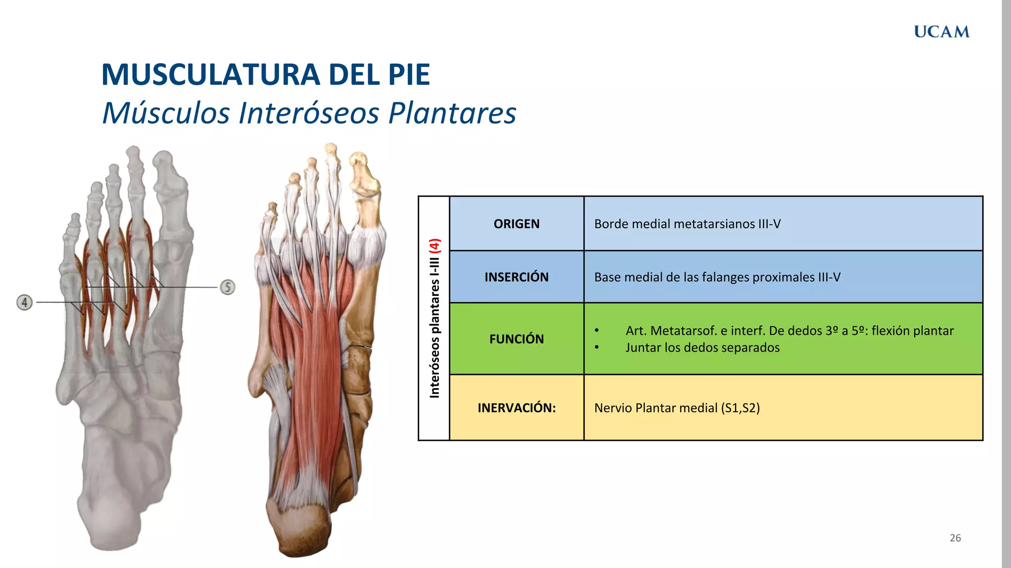TEMA 25. Musculatura del pie.pdf