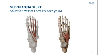 TEMA 25. Musculatura del pie.pdf
