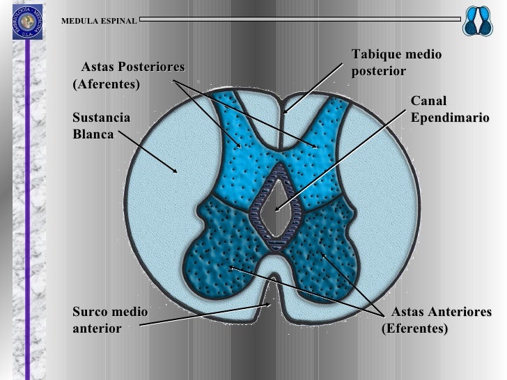 BIOLOGÍA at emaze Presentation