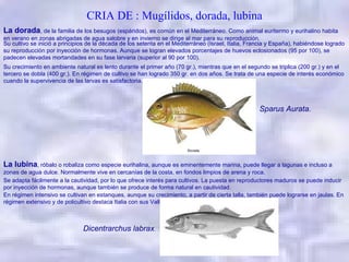Piscicultura | PPT
