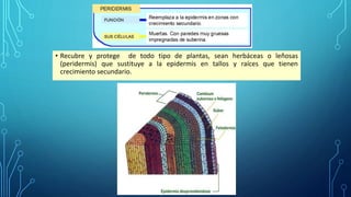 Tema 2 a tejidos vegetales tipos y funciones.pptx