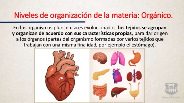 Niveles de organización de la materia.