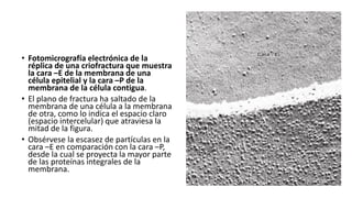 HISTOLOGIA HUMANA CELULA Y CITOPLASMA CELULAR | PDF