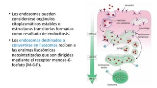 HISTOLOGIA HUMANA CELULA Y CITOPLASMA CELULAR | PDF