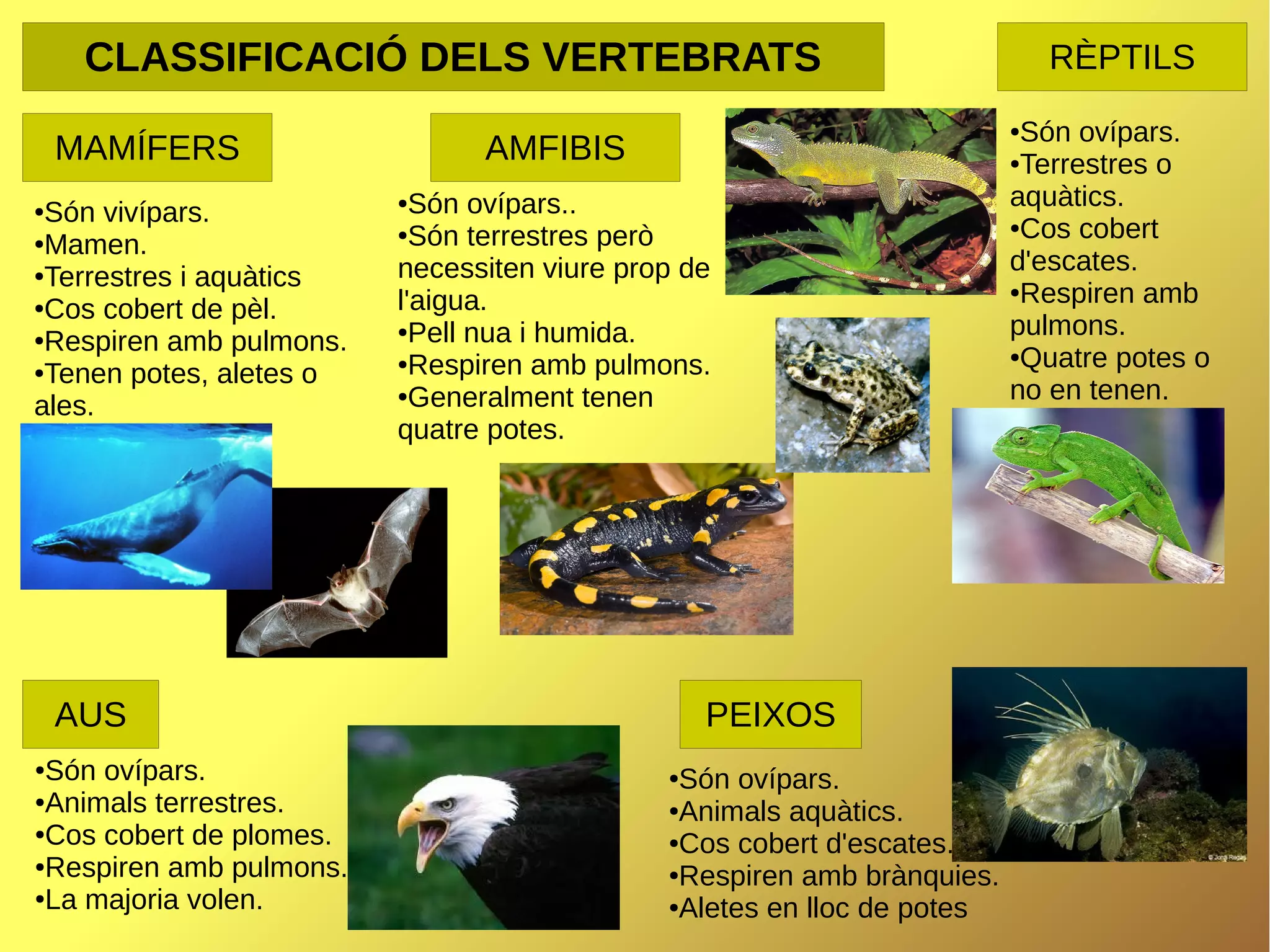 Tema 2 els animals | ODP