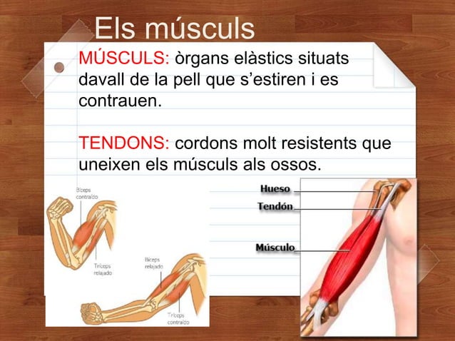 Tema 2, ens relacionem | PPT