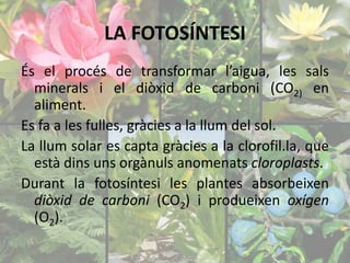 Tema 2 - Les plantes | PPTX