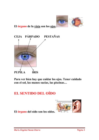 Tema2 los sentidos 3ºp | PDF