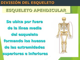 sistema Oseo en Anatomia | PPT