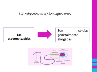 Tema 2 reproduccion y creacion de vida | PDF
