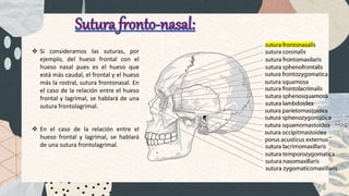 Tema 2 SUTURAS CRANEALES.pptx