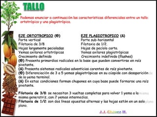 Tema 2 Taxonomia y Morfologia cacao.pptx